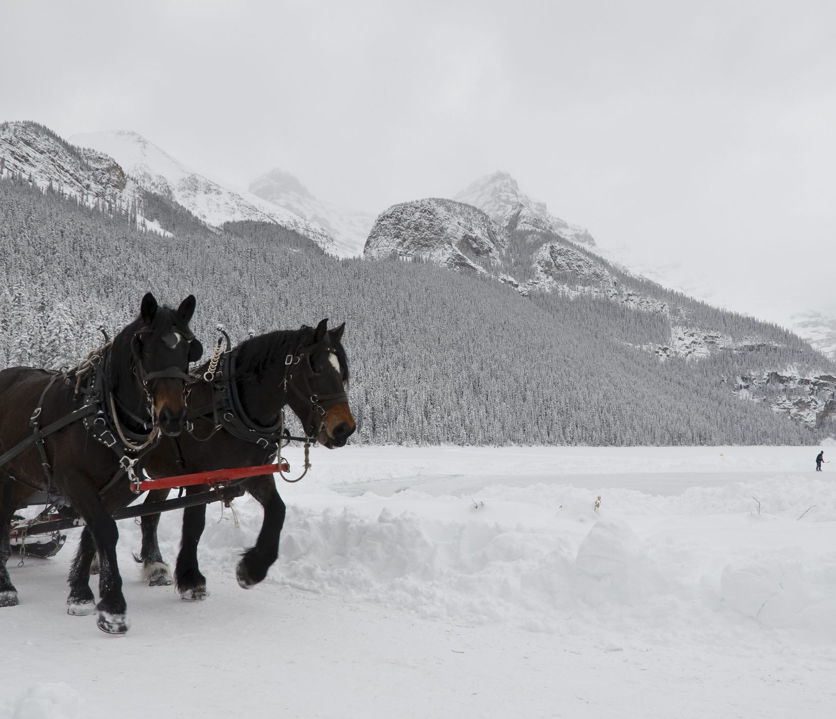 Winter Horse Sleigh Tour | Alaska Horse Adventures